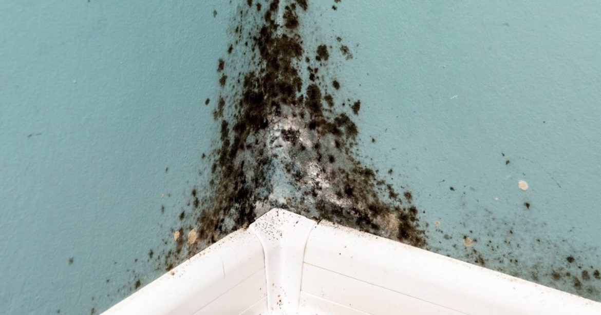 Black Mold Identification And Prevention Methods - Dead Man Down Movie